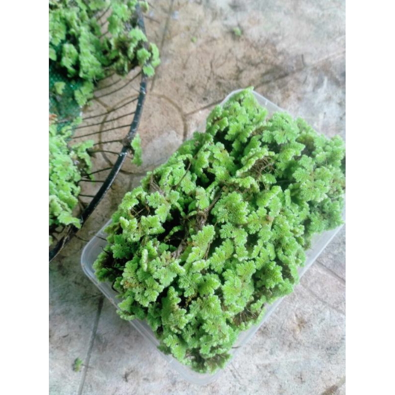 Azolla Plant for sale! | Shopee Philippines