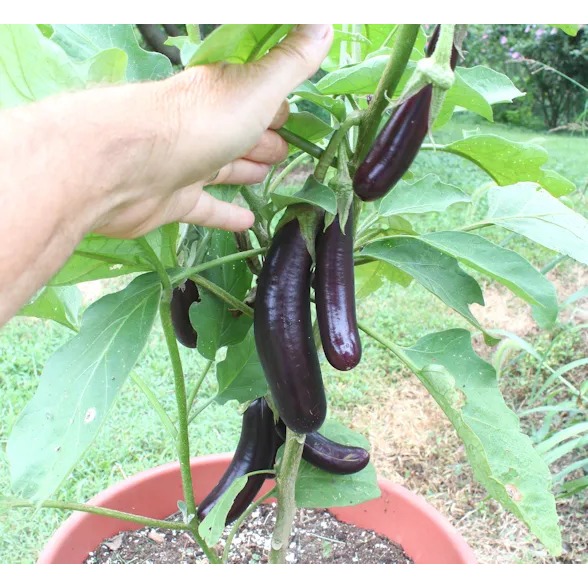 TALONG/Eggplant (VEGETABLE - LIVE PLANT) with FREE plastic pot, garden ...