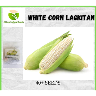Shop corn seeds for Sale on Shopee Philippines