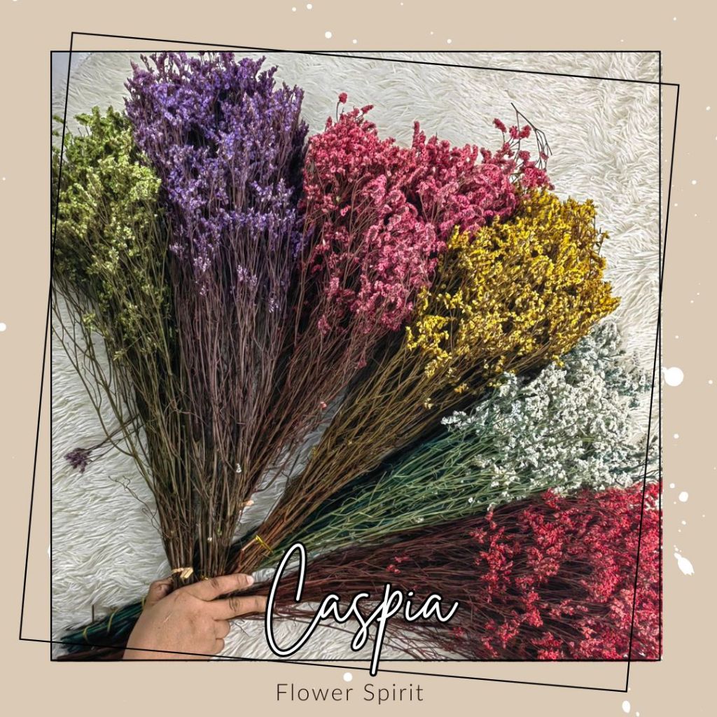 DRIED FLOWERS - Caspia (Statice) per bundle | Shopee Philippines
