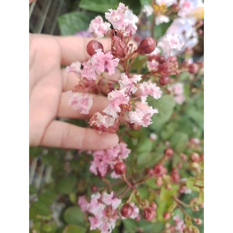 Melendres /Crape Myrtle | Shopee Philippines