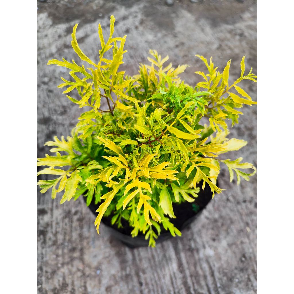 Golden Dwarf Papua (Live Plant) with FREE garden soil, plastic pot and ...