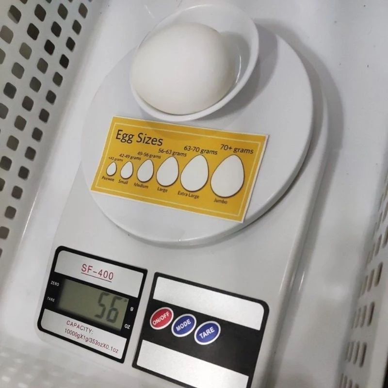 Digital EGG scale kitchen scale 10000g | Shopee Philippines