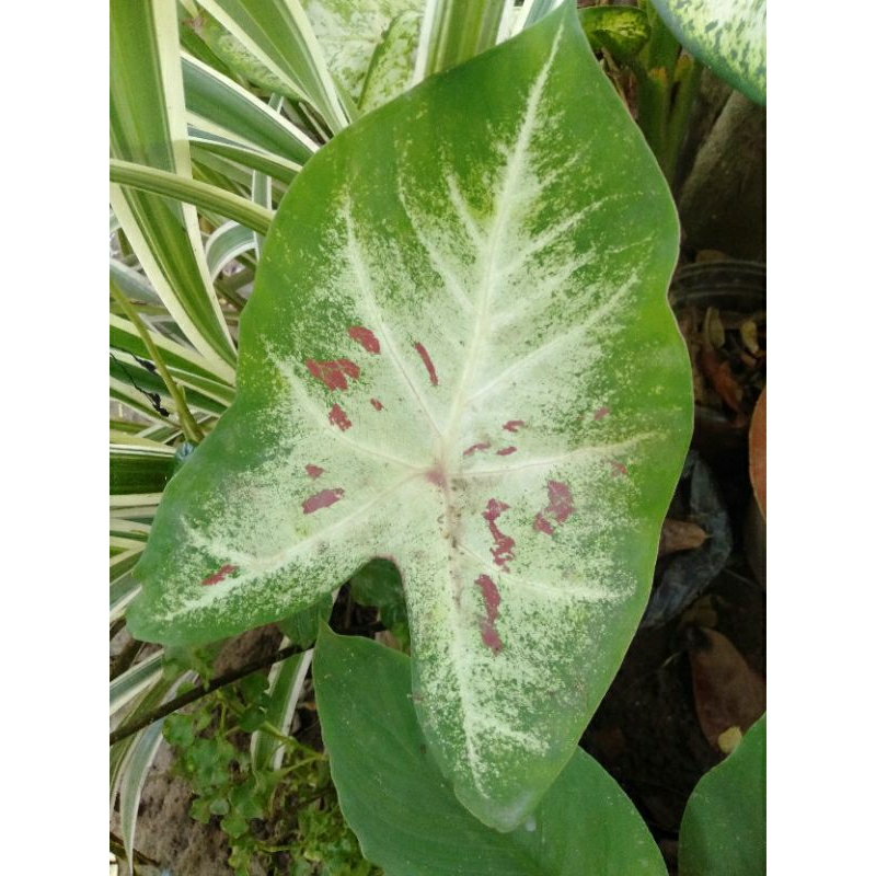 CALADIUM JUBILEE/LIVE PLANT/(small -medium-big) | Shopee Philippines