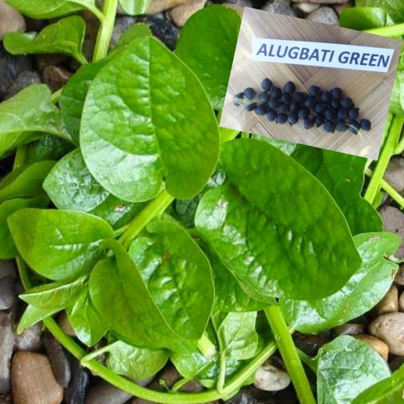 Alugbati Green Leaf 12 Seeds Per Pack Malabar Spinach | Shopee Philippines