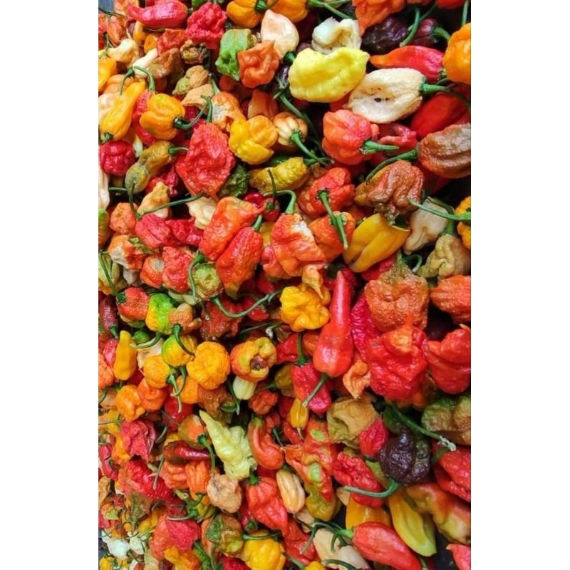 SEED SILI SEEDS ALL VARIETY. | Shopee Philippines