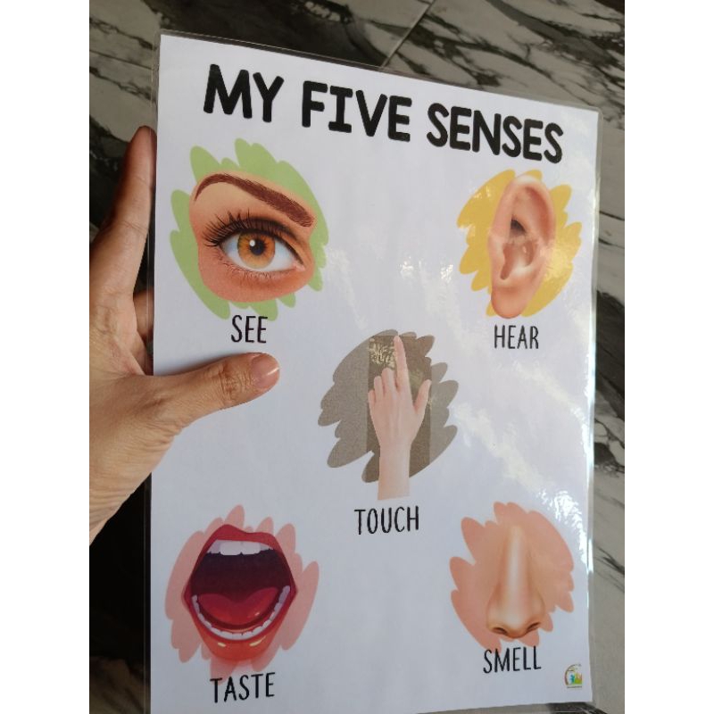 LAMINATED EDUCATIONAL CHARTS A4 size 125 microns Parts of the Body ...