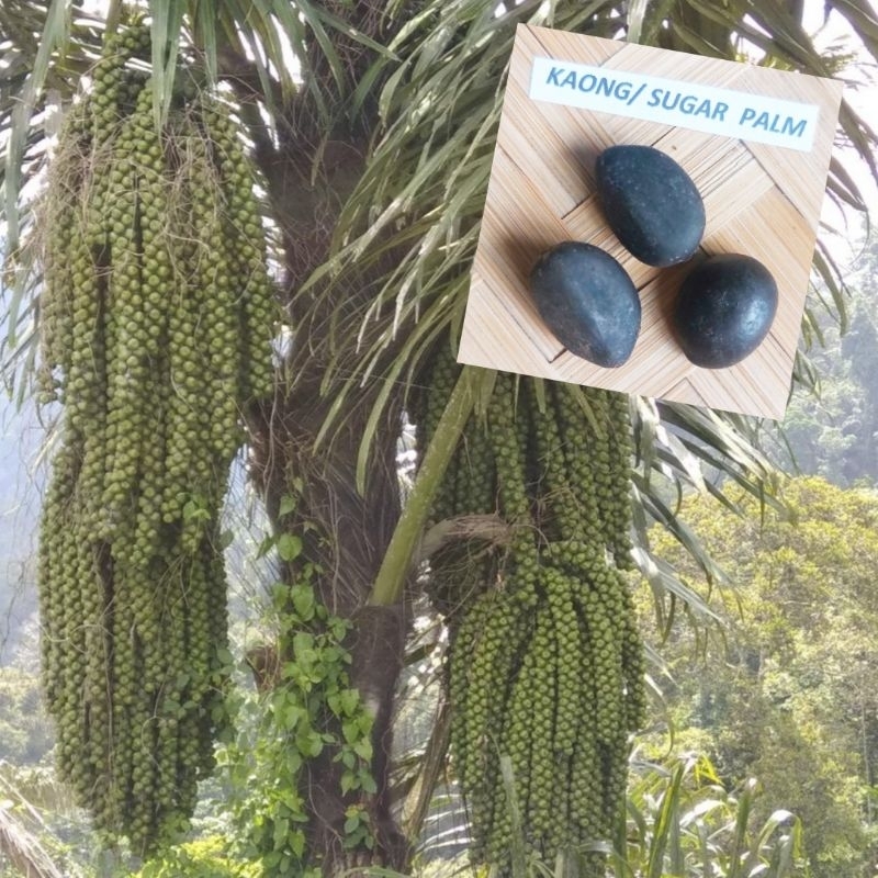 Kaong Seeds (3Pcs/Pack) Sugar Palm for Planting | Shopee Philippines
