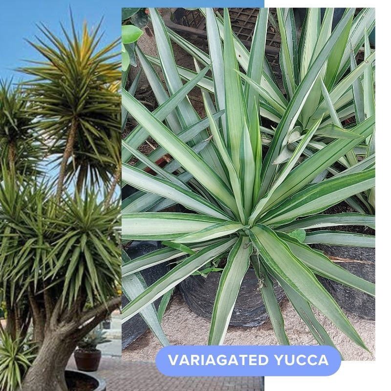 Variagated Yucca Garden Decoration Rare | Shopee Philippines