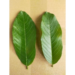 DAHON NG BAYABAS FRESH AND DRIED | Shopee Philippines