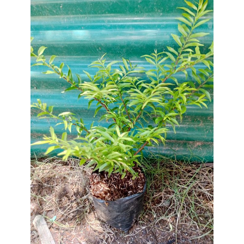 Green Suamei (dwarf) Established! Live Plant | Shopee Philippines