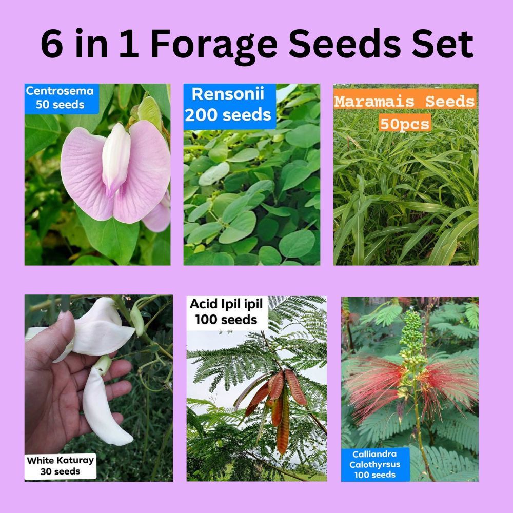 6 varieties OF FORAGE SEEDS Maramais/ Centrosema/Acid Ipil-ipil ...