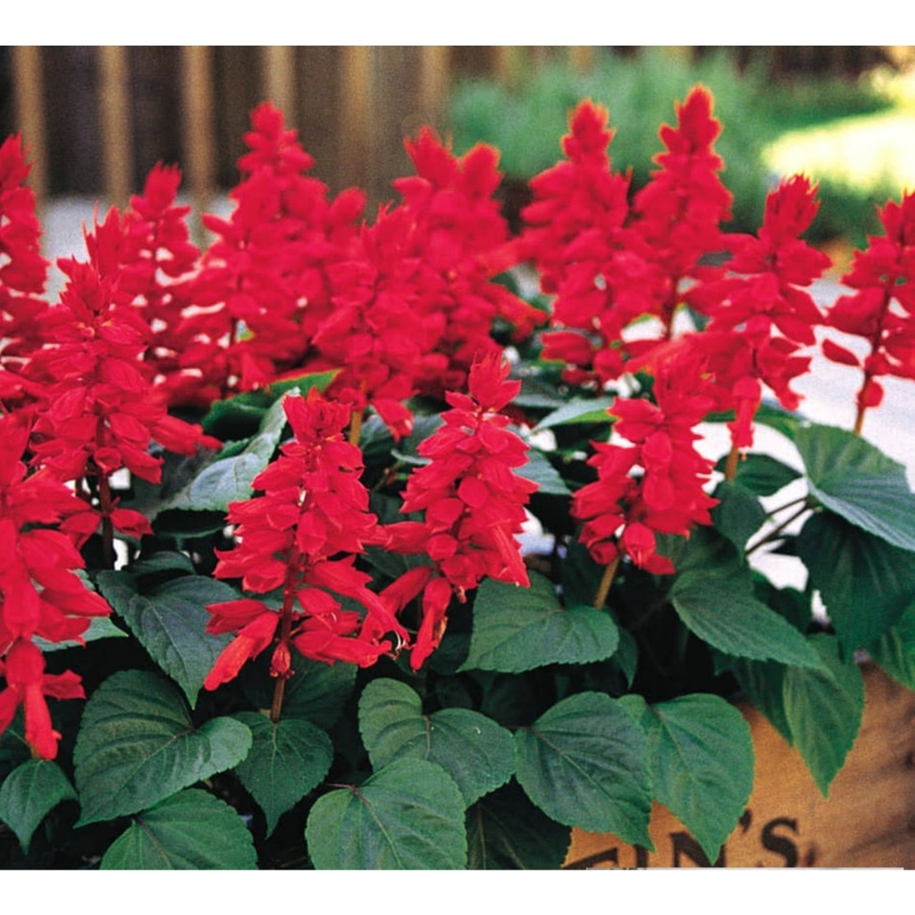 Salvia/Scarlet Sage Plant with FREE garden soil, plastic pot & marble ...