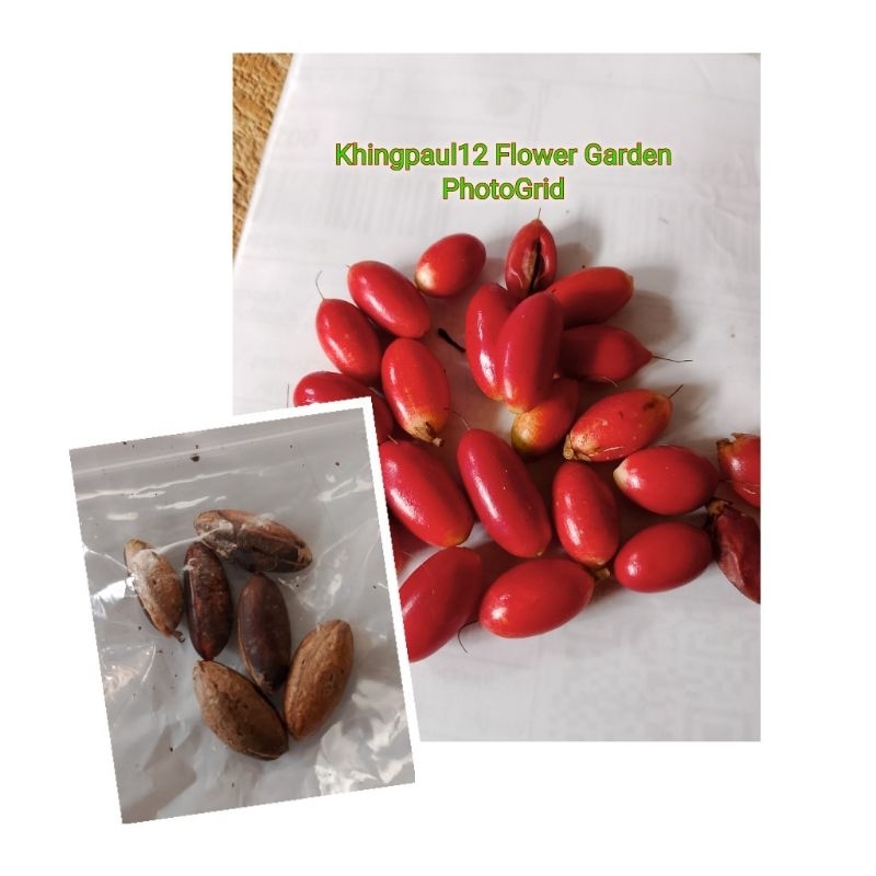 Magic Fruit ( Red Berry) seeds repack | Shopee Philippines