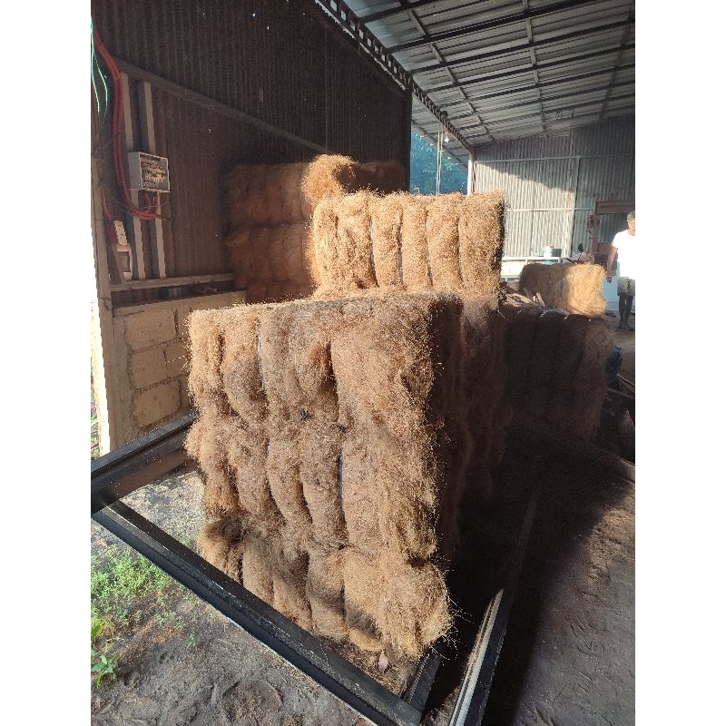1 Kilo Coco Fiber WITH 5 pcs Assorted Cuttings of Alas Dyis Plants FOR ...