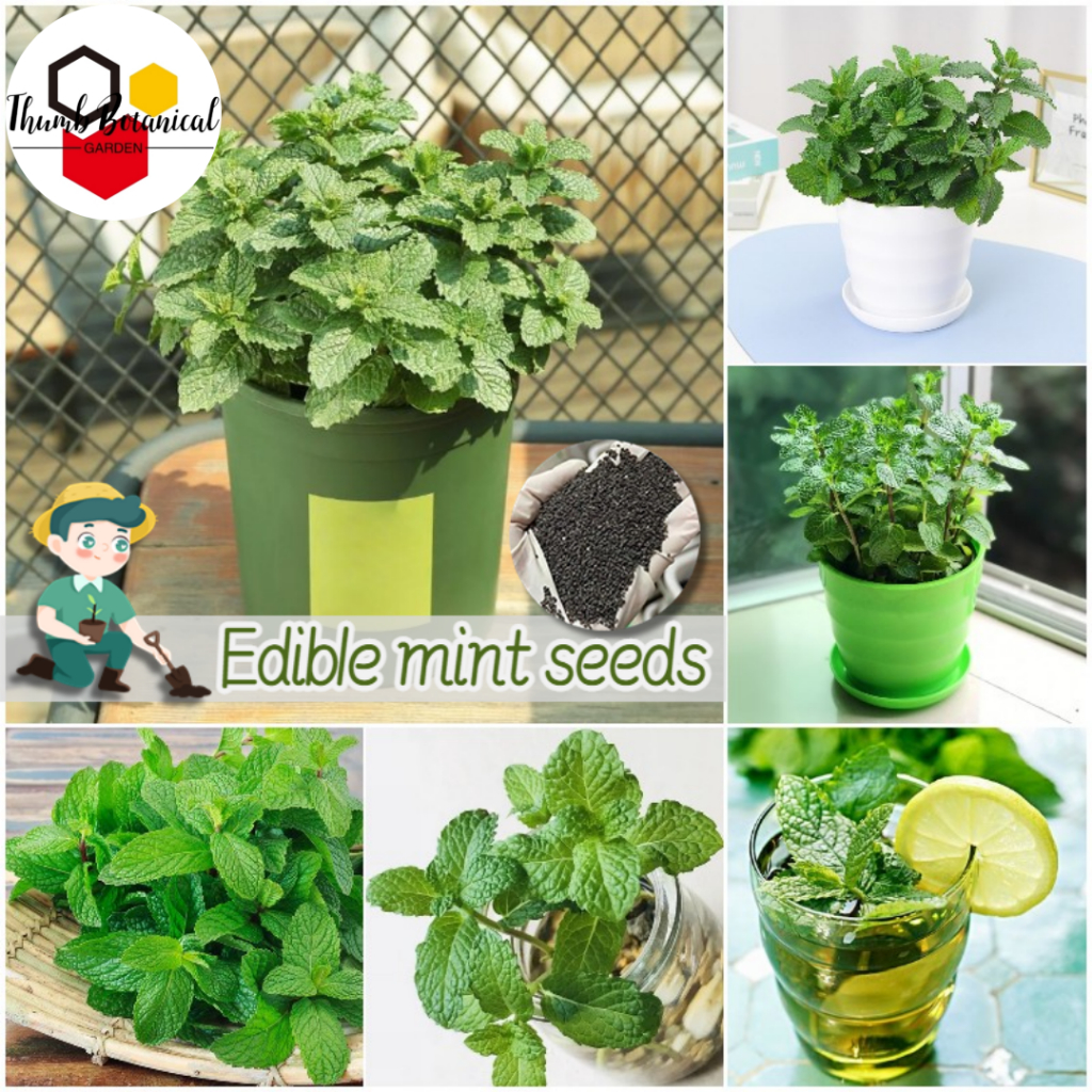 100seeds/pack Peppermint Seeds Herb Seeds for Planting Potted Edible ...