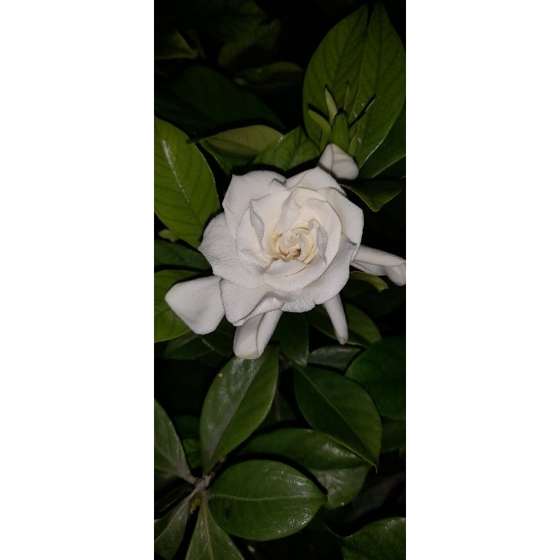 Rosal Plant. Cuttings only | Shopee Philippines