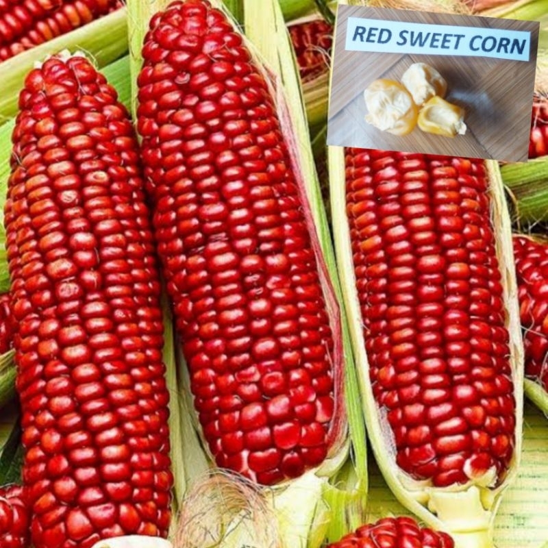 Red Ruby Sweet Corn Seeds (3Pcs/Pack) | Shopee Philippines