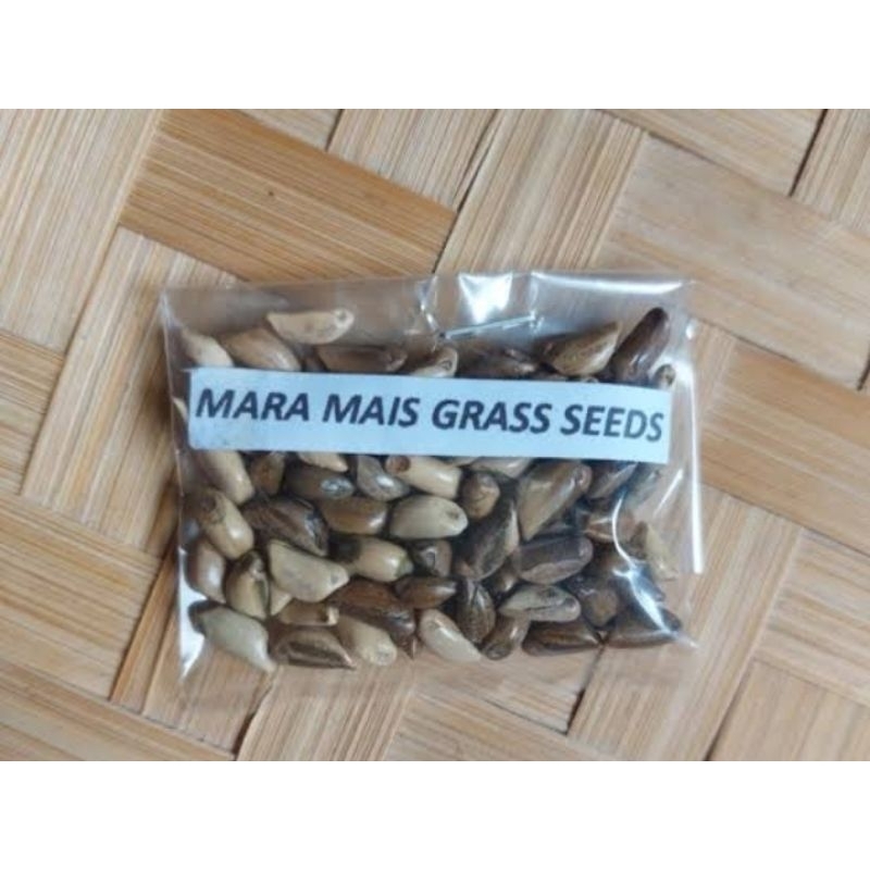 Mara mais seeds for planting (200seeds/pack) | Shopee Philippines
