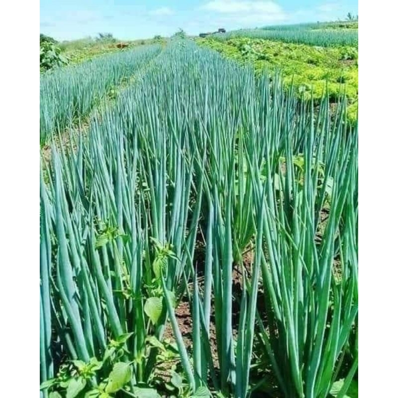 Onion sibuyas Dahon seeds for planting (30seeds) | Shopee Philippines