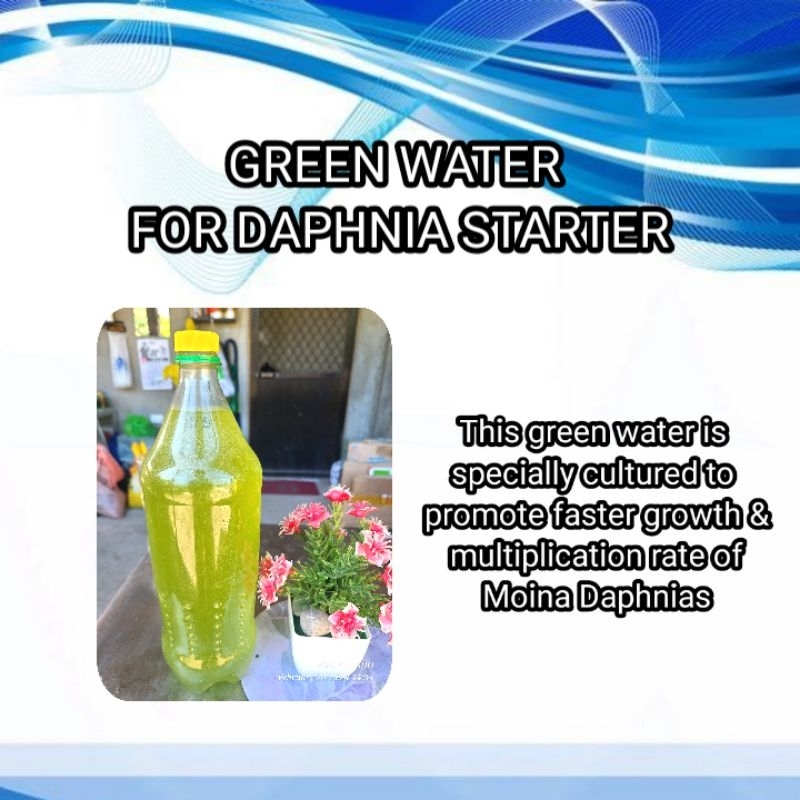 GREEN WATER STARTER KIT CHLORELLA | Shopee Philippines