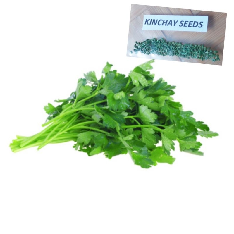 Kinchay Seeds (100Pcs/Pack) | Shopee Philippines