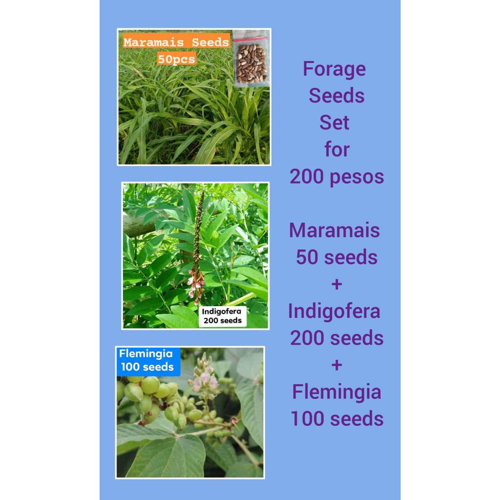 Forage Seeds Set/ Geukdong Ph/Maramais Indigofera Flemingia 100 seeds ...