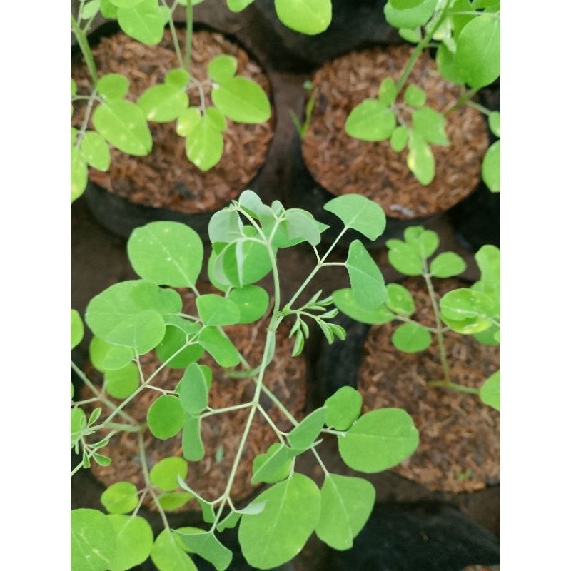 Khingpaul12 Vegetables seeds repack Malunggay Seedling rooted in poly ...