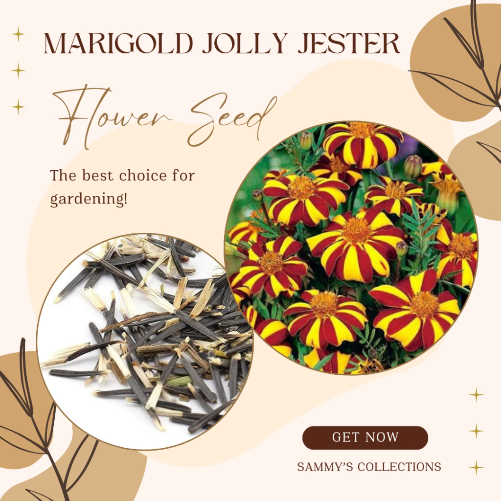 MARIGOLD JOLLY JESTER Seeds (8 seeds) for Planting / Gardening | Shopee ...