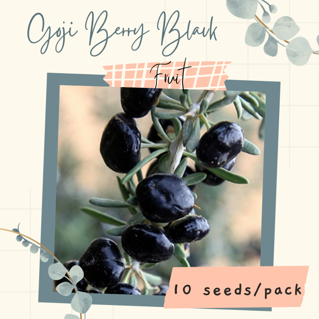 GOJ BERRY BLACK Seeds (10 seeds) for Planting / Gardening | Shopee ...