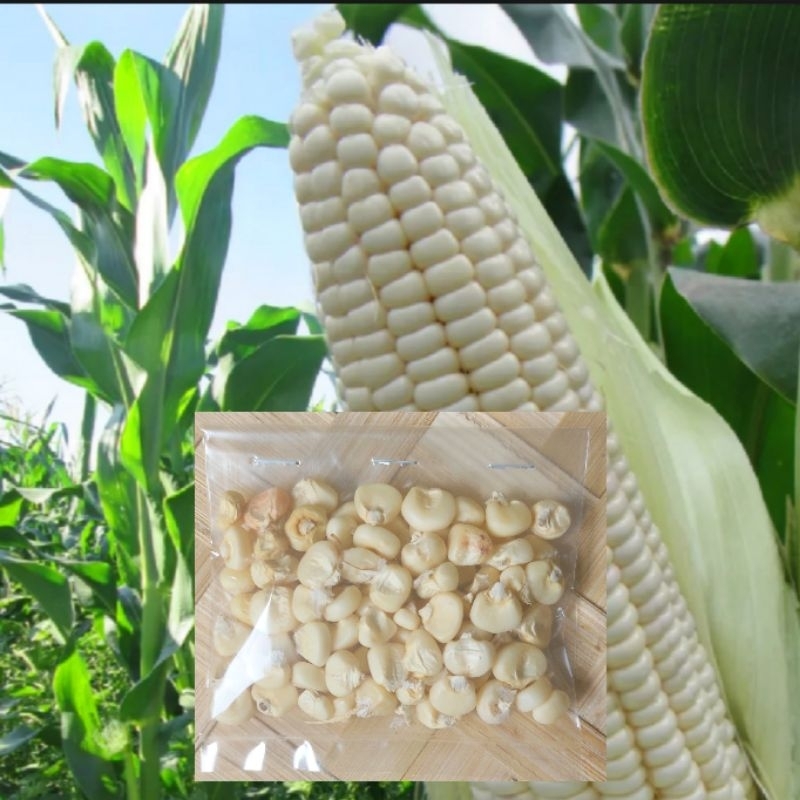 Lagkitan Mais Seeds Per Pack | Shopee Philippines