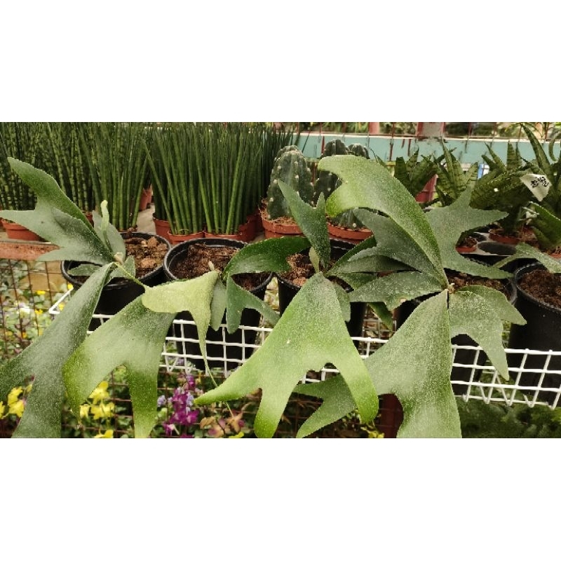 STAG HORN FERN COLLECTION | Shopee Philippines