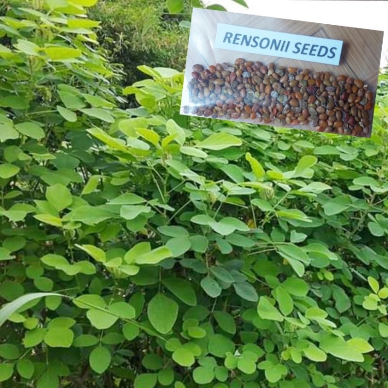 Rensonii Seeds •270Pcs/Pack• Forage Seeds | Shopee Philippines