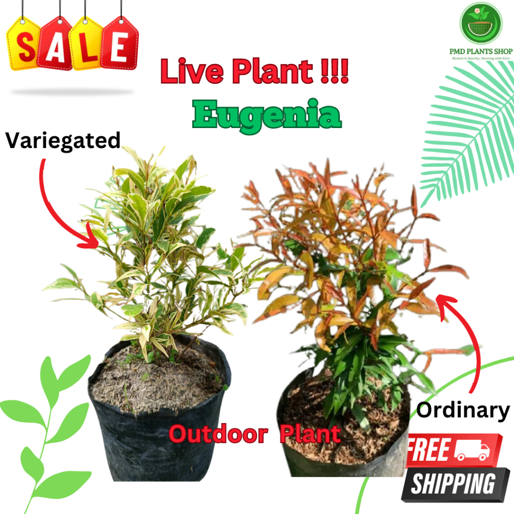 Eugenia Outdoor Plant | Ideal for Shaping & Pruning | - 5x5 size with 1 ...