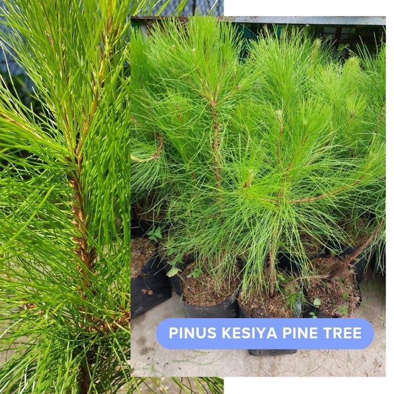 Pine Tree - 3 feet and up- Benguet Pine Pinus Kesiya- Heat Resistant ...
