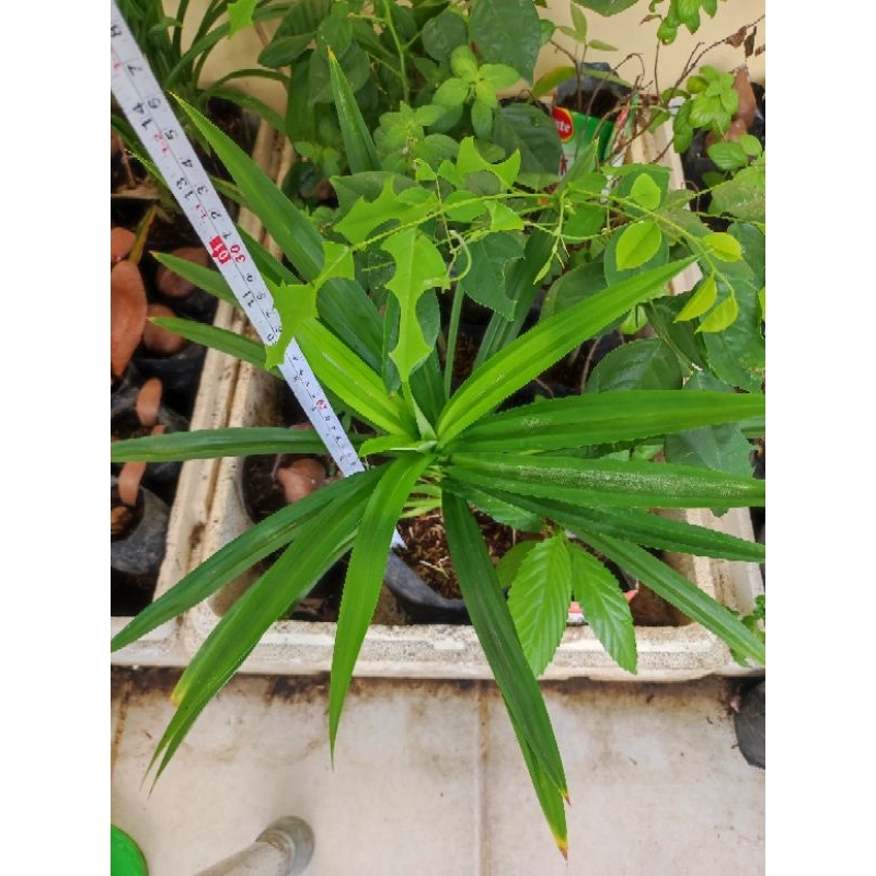Pandan Babae leaves for Cooking Actual Specimen J&T only | Shopee ...