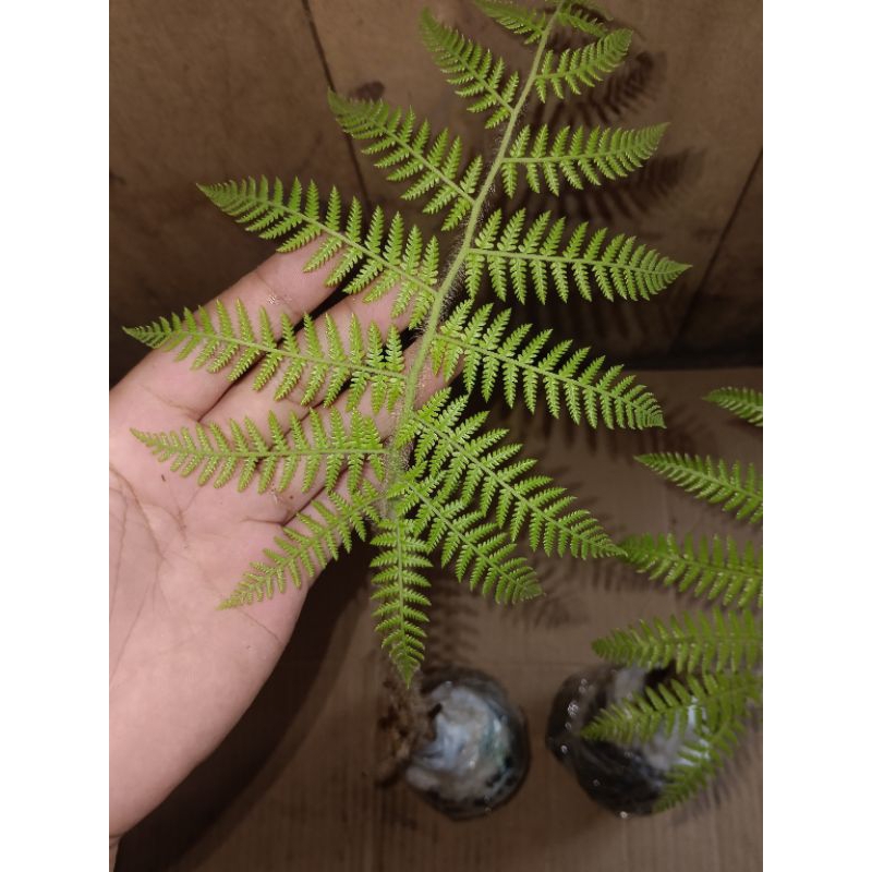 Flying Spider-monkey tree fern Plant | Shopee Philippines