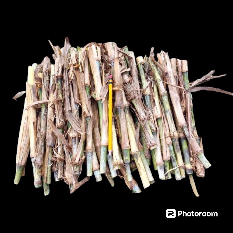 SUPER NAPIER/PAKCHONG GRASS CUTTINGS 10 PCS | Shopee Philippines