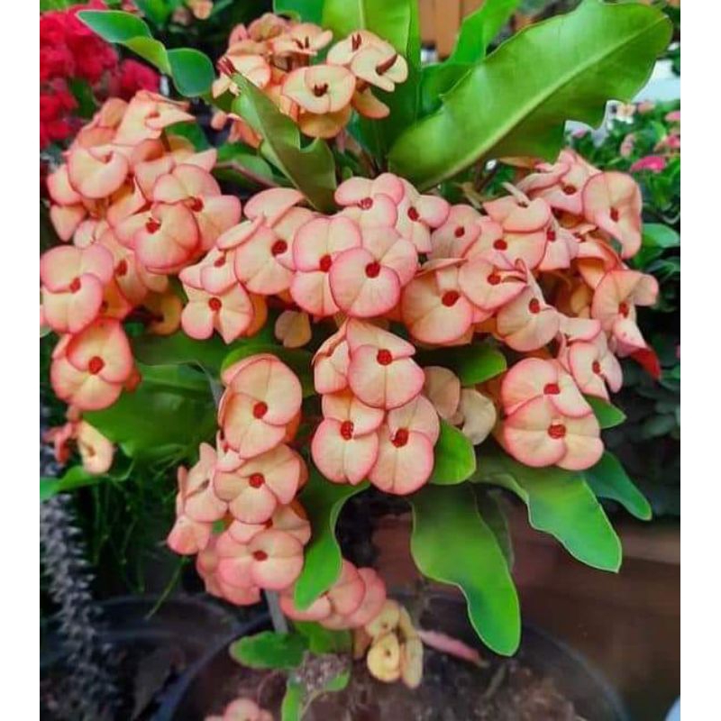 SALE!!! CROWN OF THORNS | Shopee Philippines