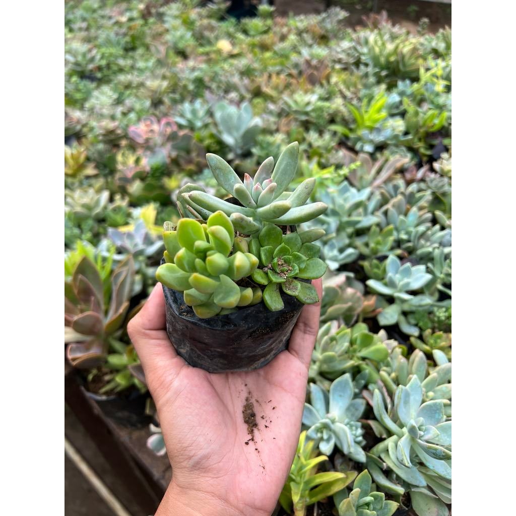 ASSORTED SUCCULENT - LIVE PLANT FOR SALE BEST PRICE (Complete with ...