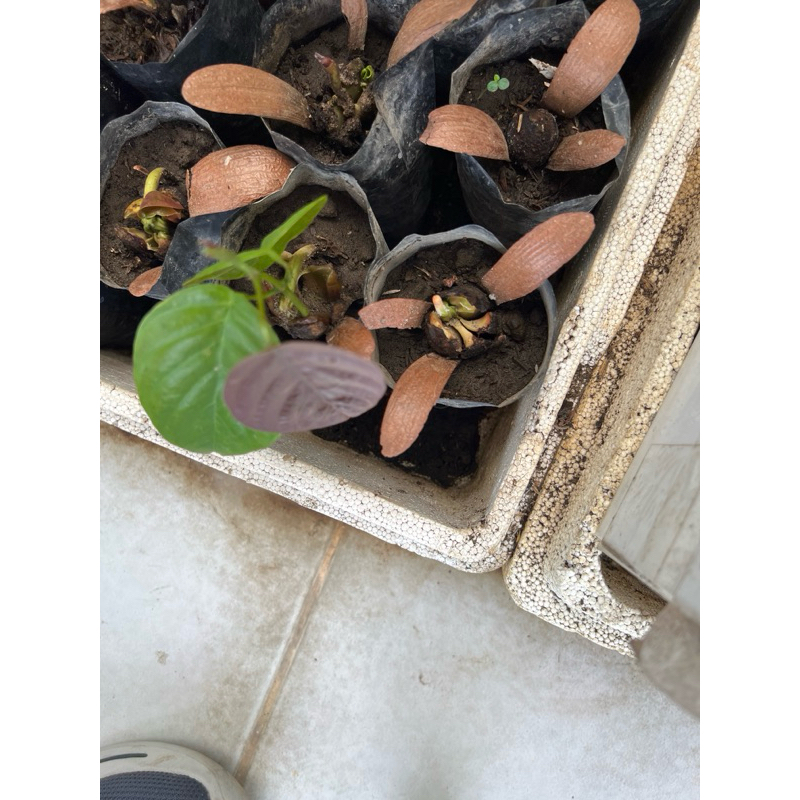 White Lawaan Lauan Puti Malaanonang dipterocarp Shorea Contorta ...