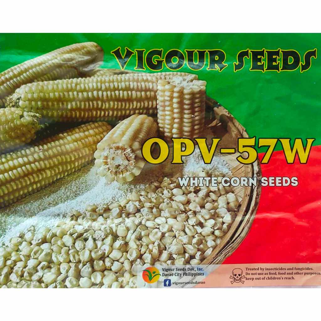 OPV-57W White Corn Seeds, Open Pollinated Variety, Glyphosate Tolerant ...