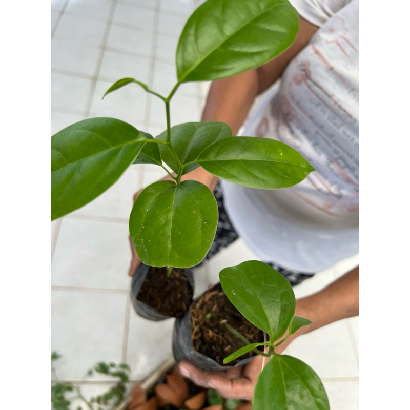 Balakat Gubat Balakata Luzonica Amugis Native Tree | Shopee Philippines