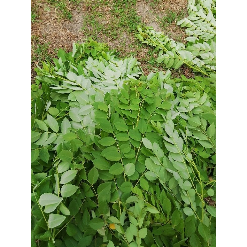 kakawate leaves/Madre de cacao leaves.(200 grams) | Shopee Philippines