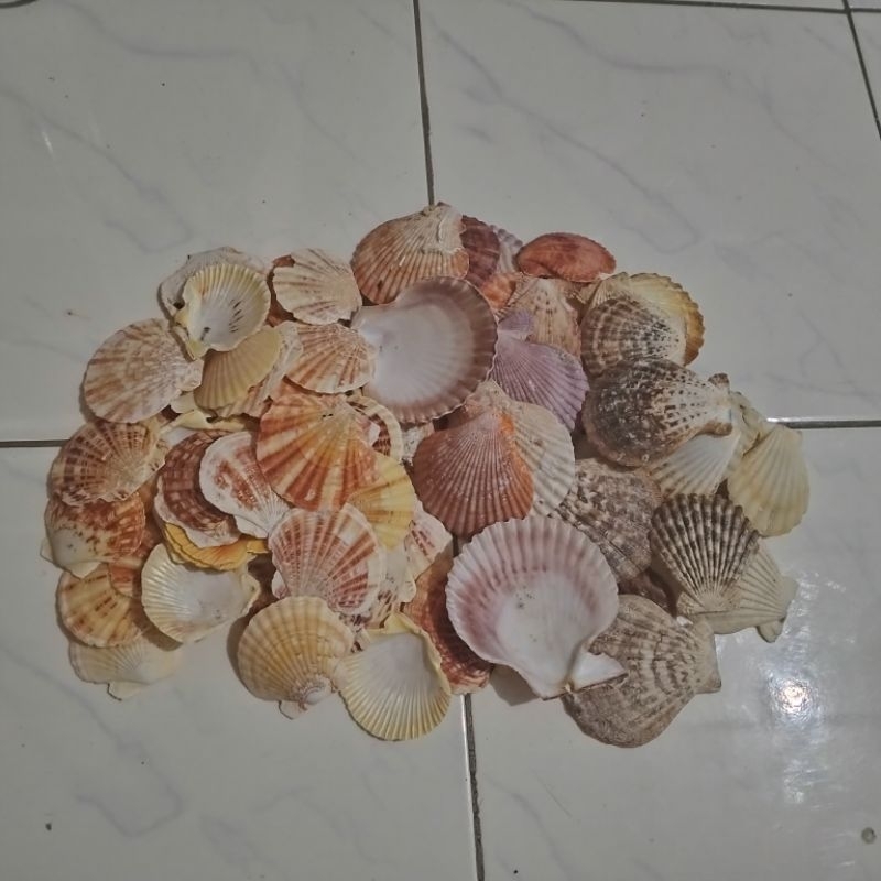 Mix clam shell ( scallops,colored pecten,radiola ) | Shopee Philippines