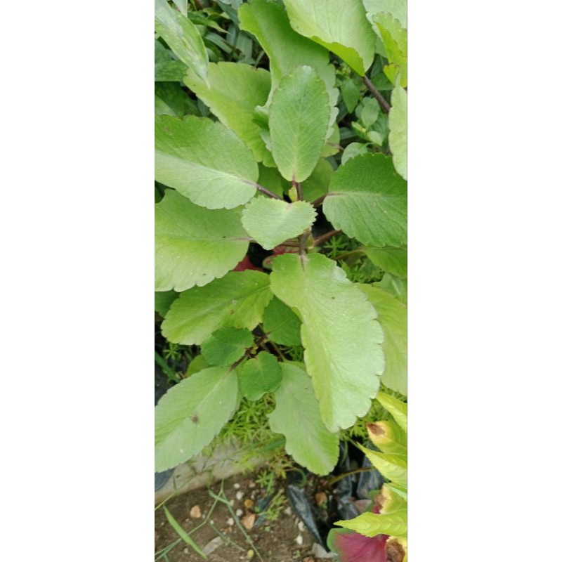Kataka taka Plant or Miracle Plant (Herbal Plant) | Shopee Philippines