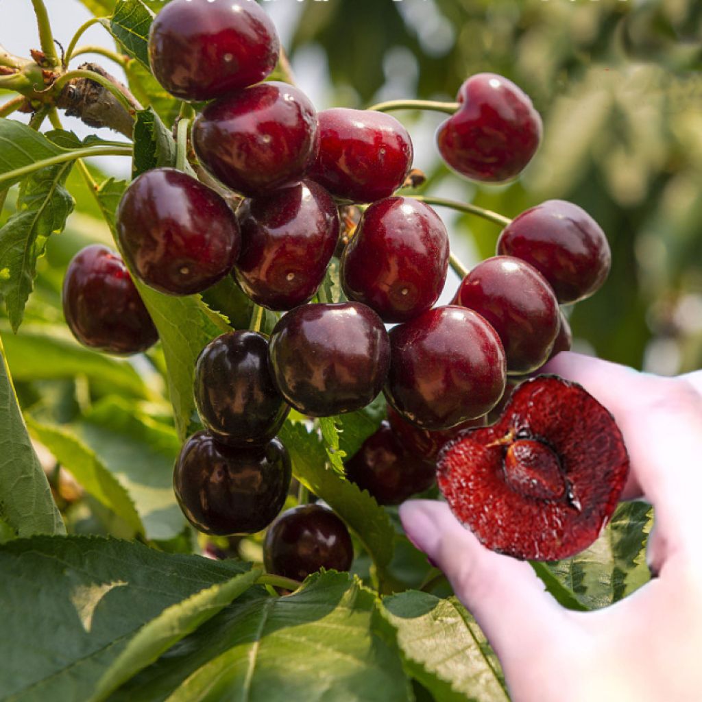 Cherry Seeds 20pcs /Sweet Cherry Seeds Tree Edible Fruit Seeds (Black ...