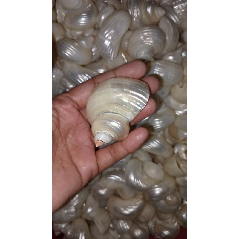 Turbo Burgees Pearlized White I seashell | Shopee Philippines