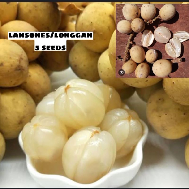 lansones/longgan seeds (8seeds) | Shopee Philippines