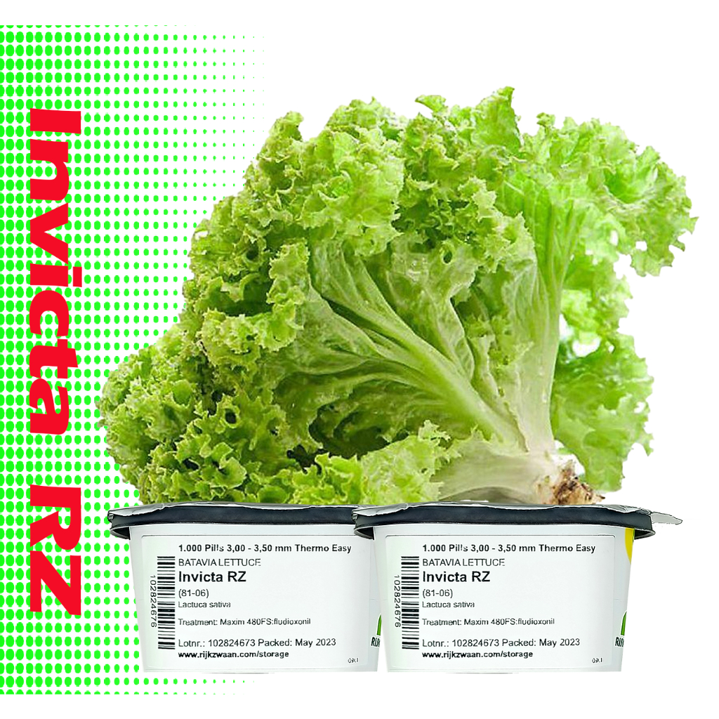Invicta by Rijk Zwaan | Green Batavia | Pelletized Seeds | Original ...